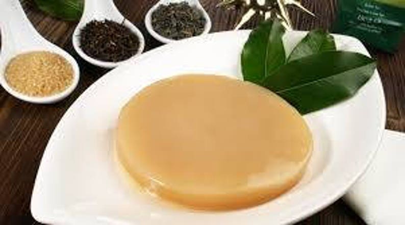 Healthy Kombucha Scoby - Etsy