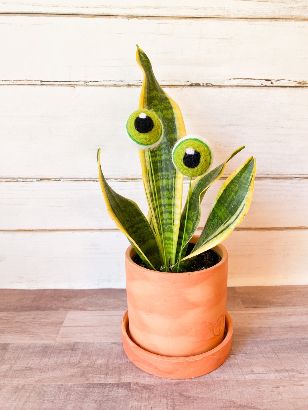 Plant Eyes, Plant Accessory, Felt Eyes - Etsy