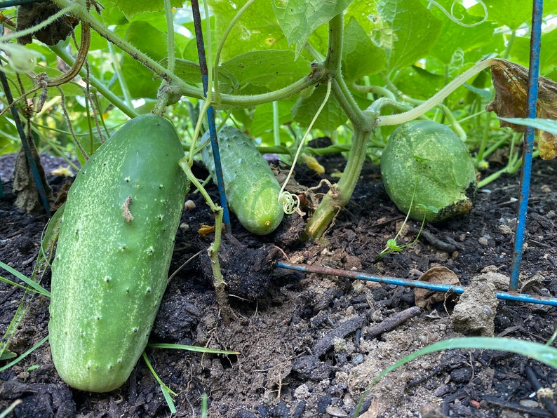Boston Pickling Cucumber Seeds - Etsy
