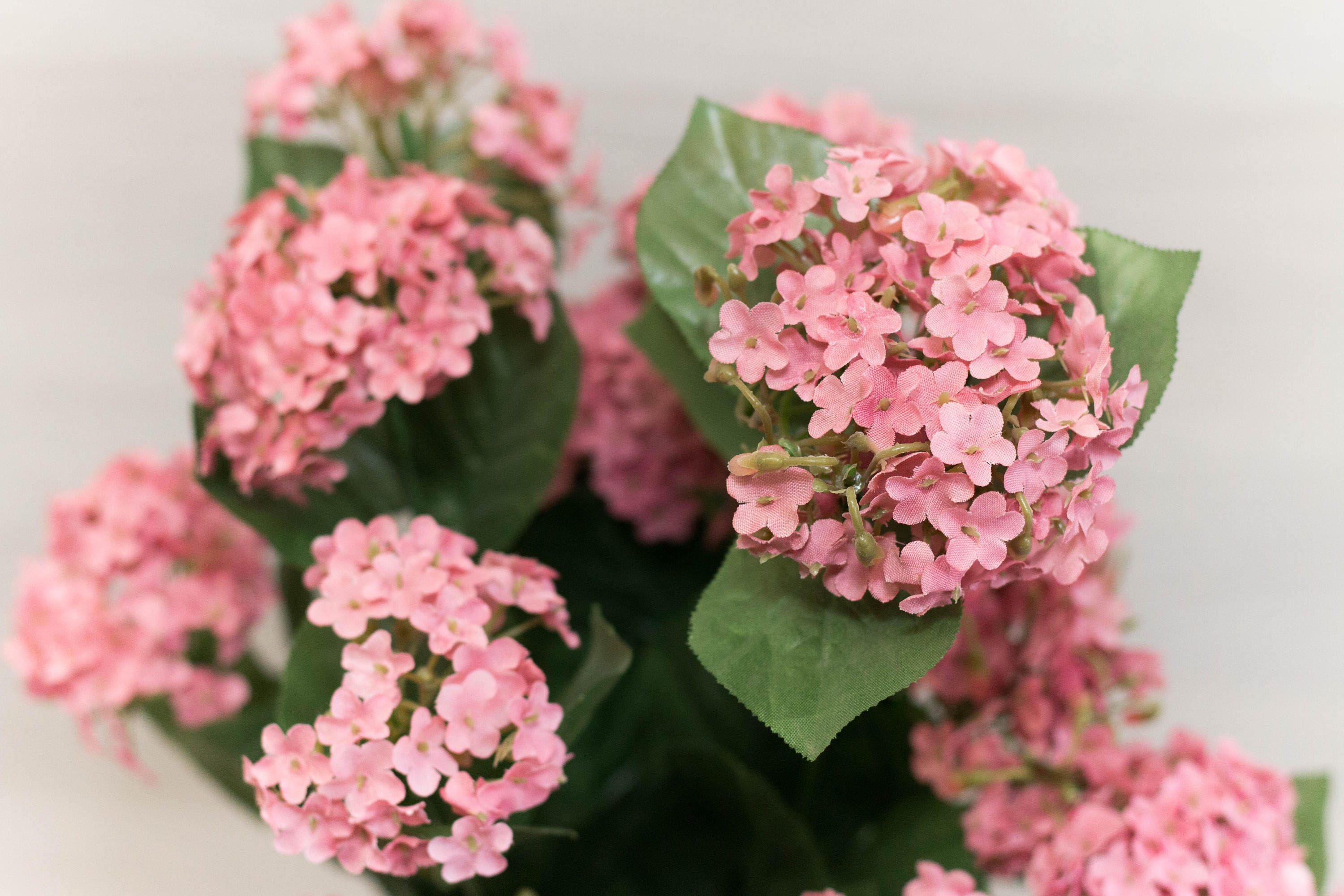 2/3/6/12 Pcs 22 Mauve Pink Snowball Flower Bush 11 - Etsy