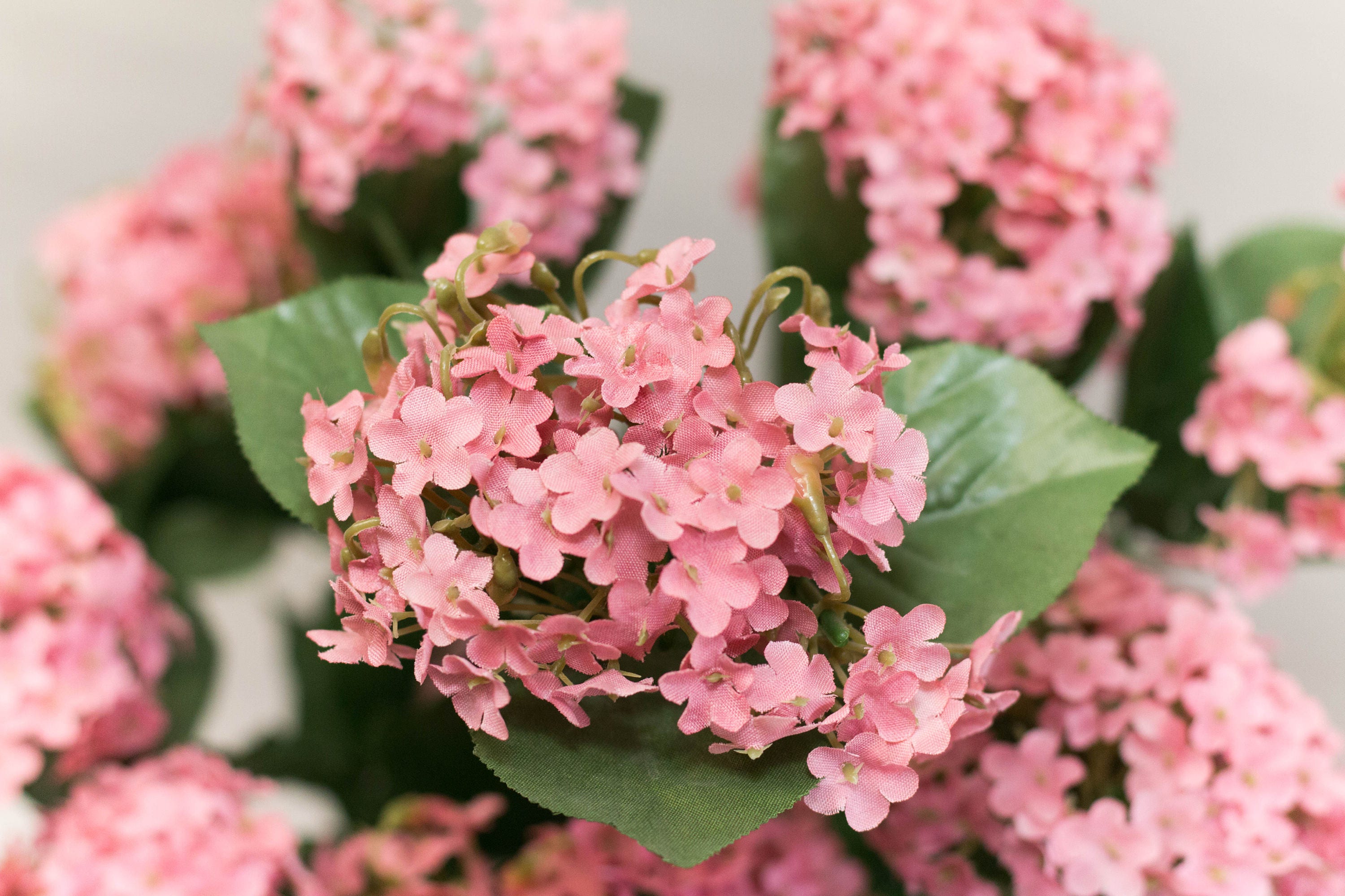 2/3/6/12 Pcs 22 Mauve Pink Snowball Flower Bush 11 - Etsy