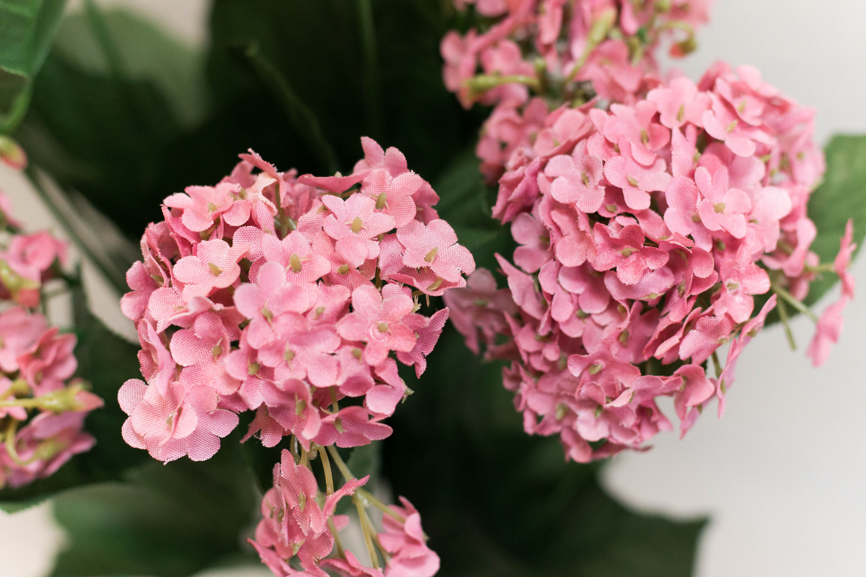 2/3/6/12 Pcs 22 Mauve Pink Snowball Flower Bush 11 - Etsy