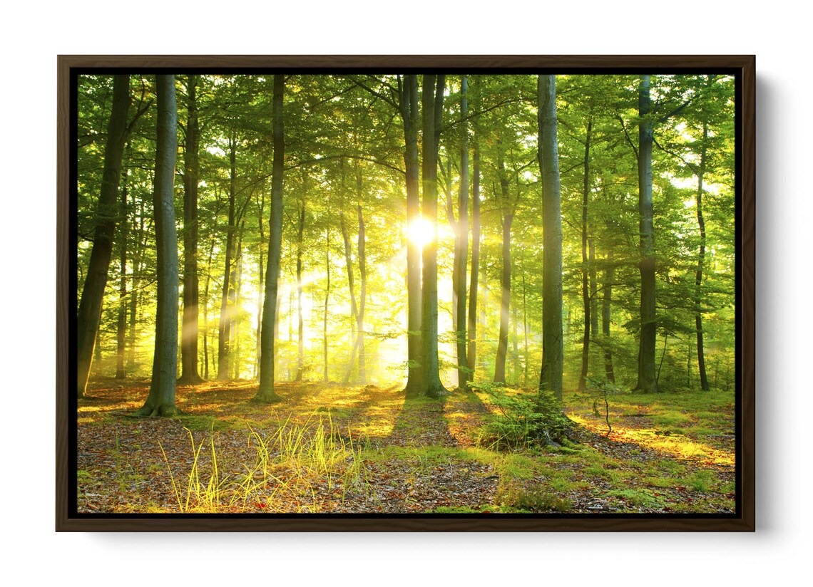 Sunlight Forest Trees Sunset Green CANVAS FLOATER FRAME Wall - Etsy