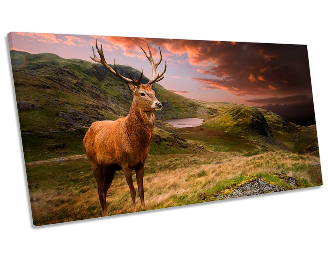 Deer Stag Highlands Sunset Picture Panoramic CANVAS WALL ART Print - Etsy