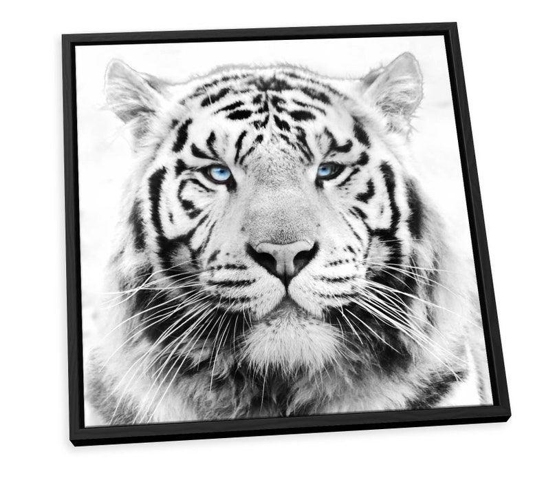 White Tiger Face CANVAS FLOATER FRAME Wall Art Square Print - Etsy