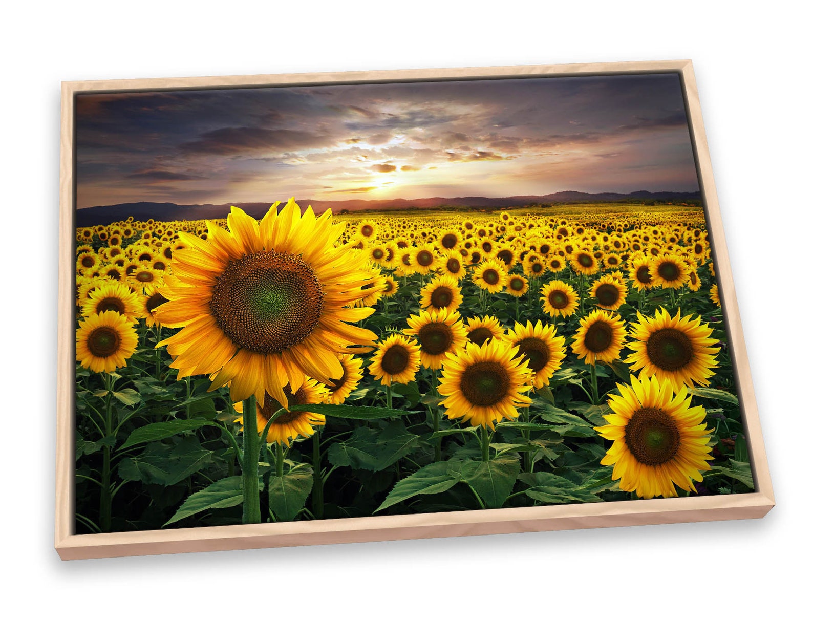 Yellow Sunflower Field CANVAS FLOATER FRAME Wall Art Print - Etsy