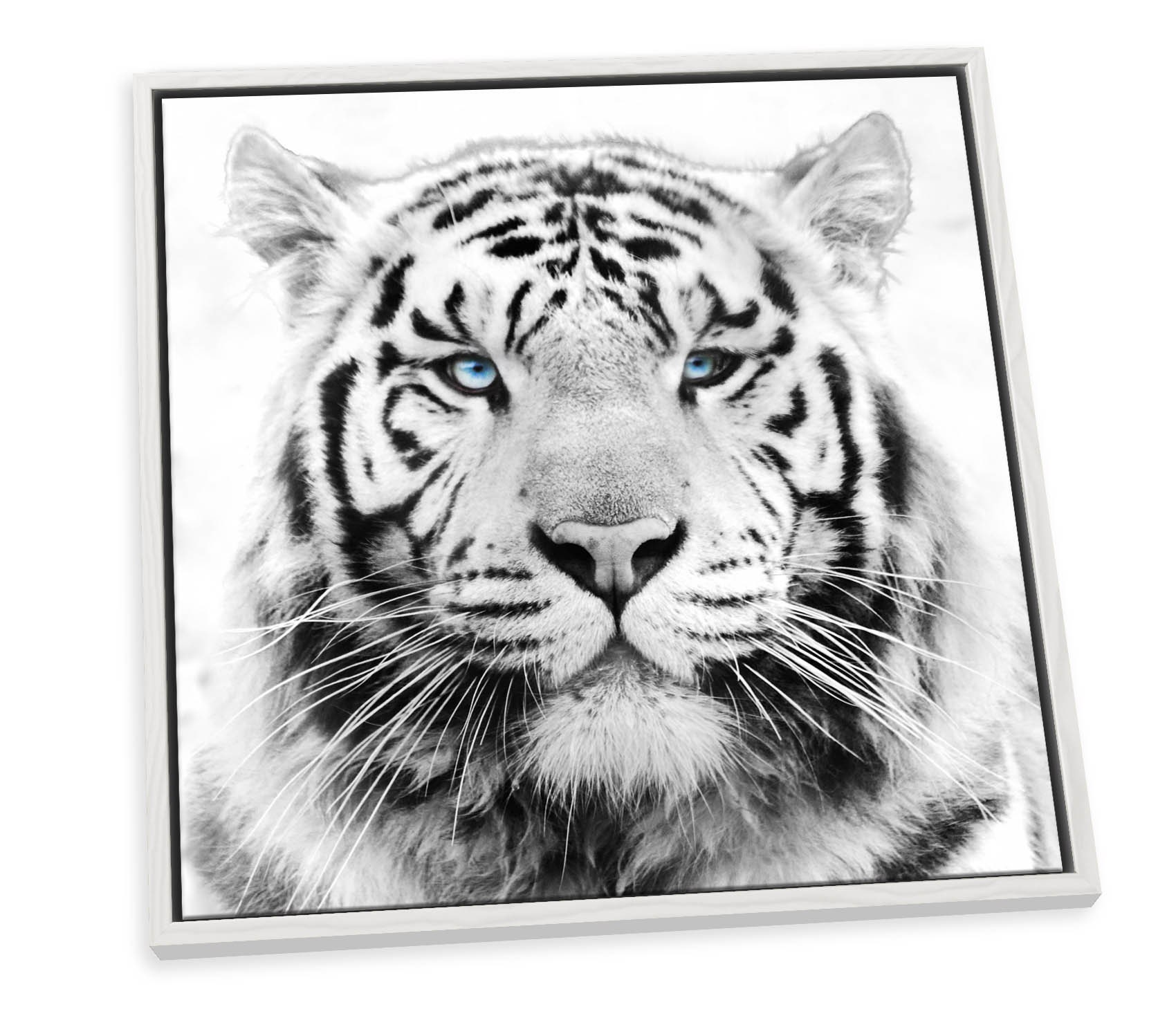 White Tiger Face CANVAS FLOATER FRAME Wall Art Square Print | Etsy