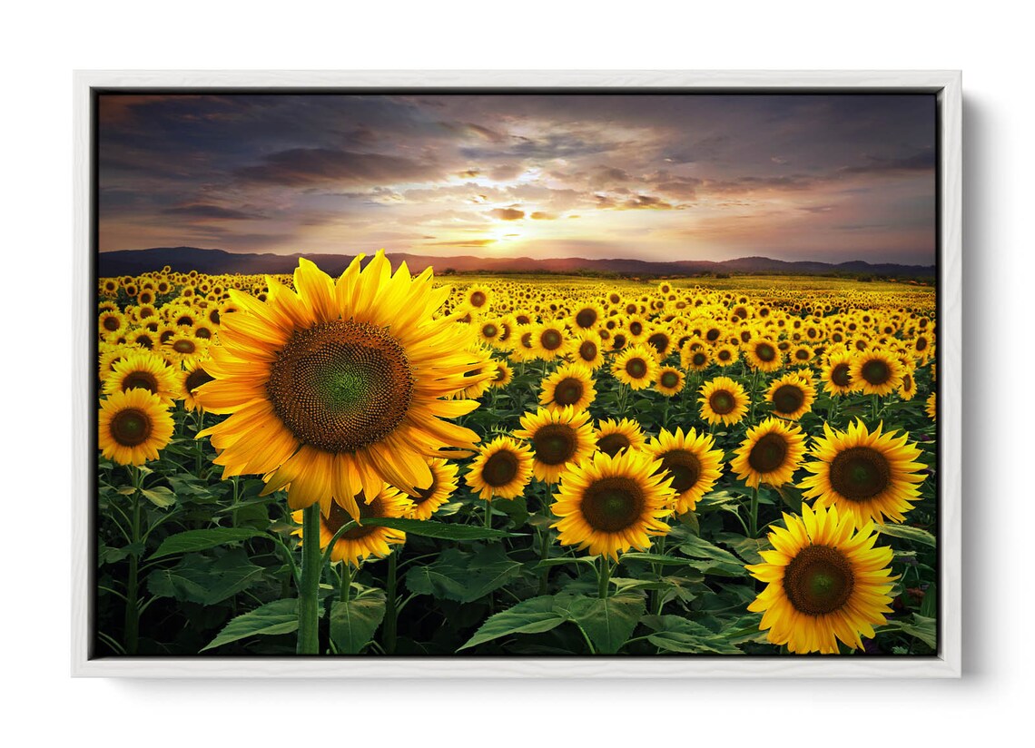 Yellow Sunflower Field CANVAS FLOATER FRAME Wall Art Print | Etsy