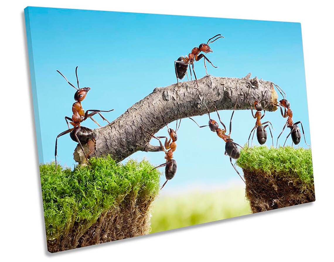 Ants Building Bridge Picture CANVAS WALL ART Print | Etsy