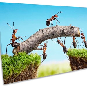Ants Building Bridge Picture CANVAS WALL ART Print - Etsy