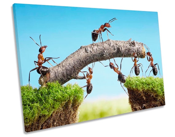 Ants Building Bridge Picture CANVAS WALL ART Print | Etsy
