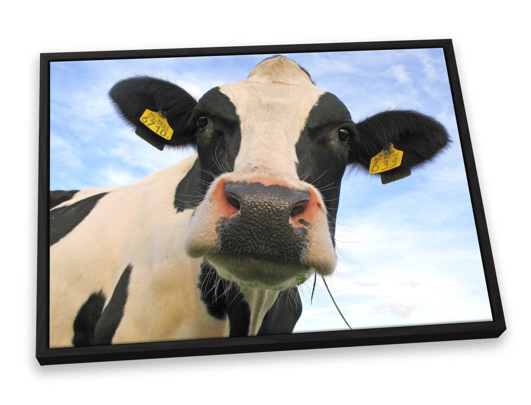 Cow Farm CANVAS FLOATER FRAME Wall Art Print Picture | Etsy