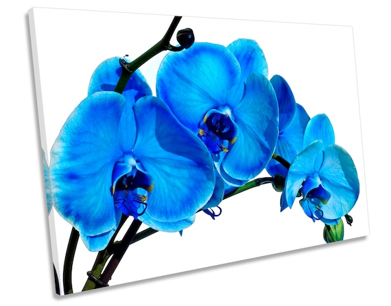 Blue Orchid Flower Floral Picture CANVAS WALL ART Print | Etsy