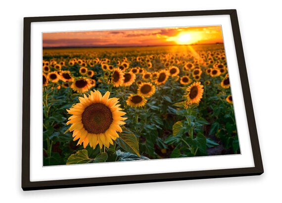 Sunflower Sunset Floral Orange FRAMED ART PRINT Picture Poster | Etsy
