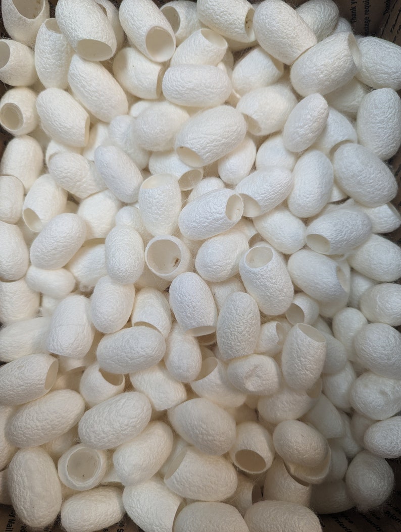 10 Oz Natural Silkworm Cocoons - Etsy