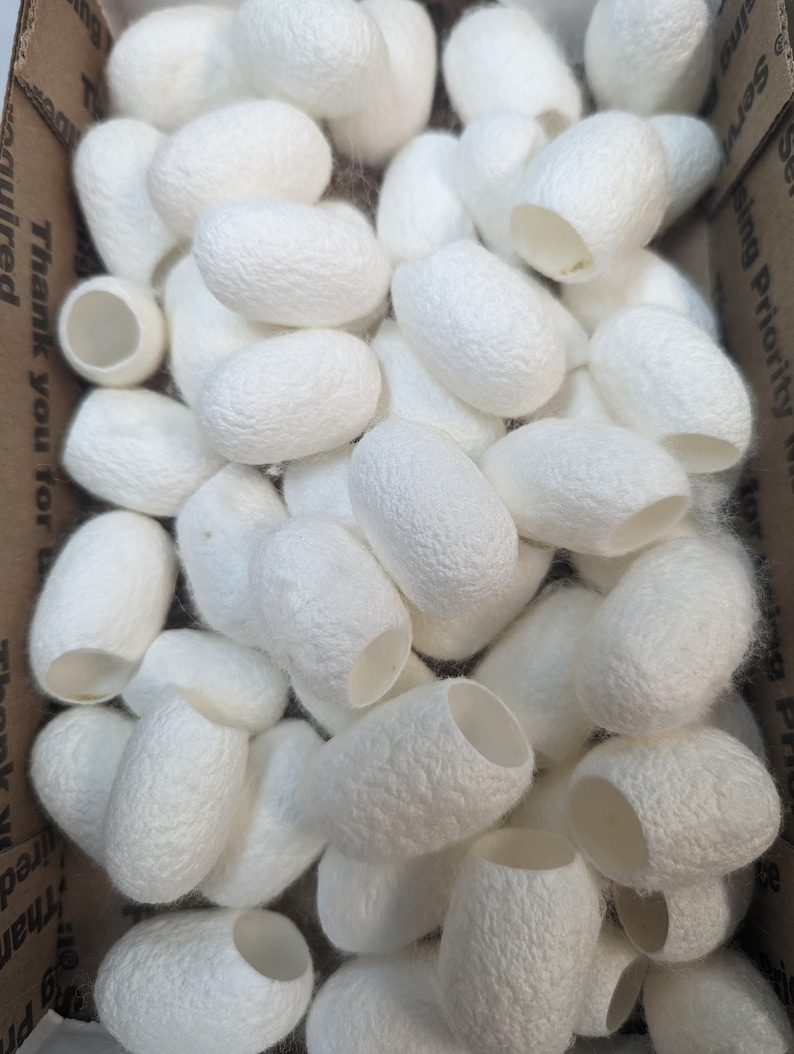 10 Oz Natural Silkworm Cocoons - Etsy