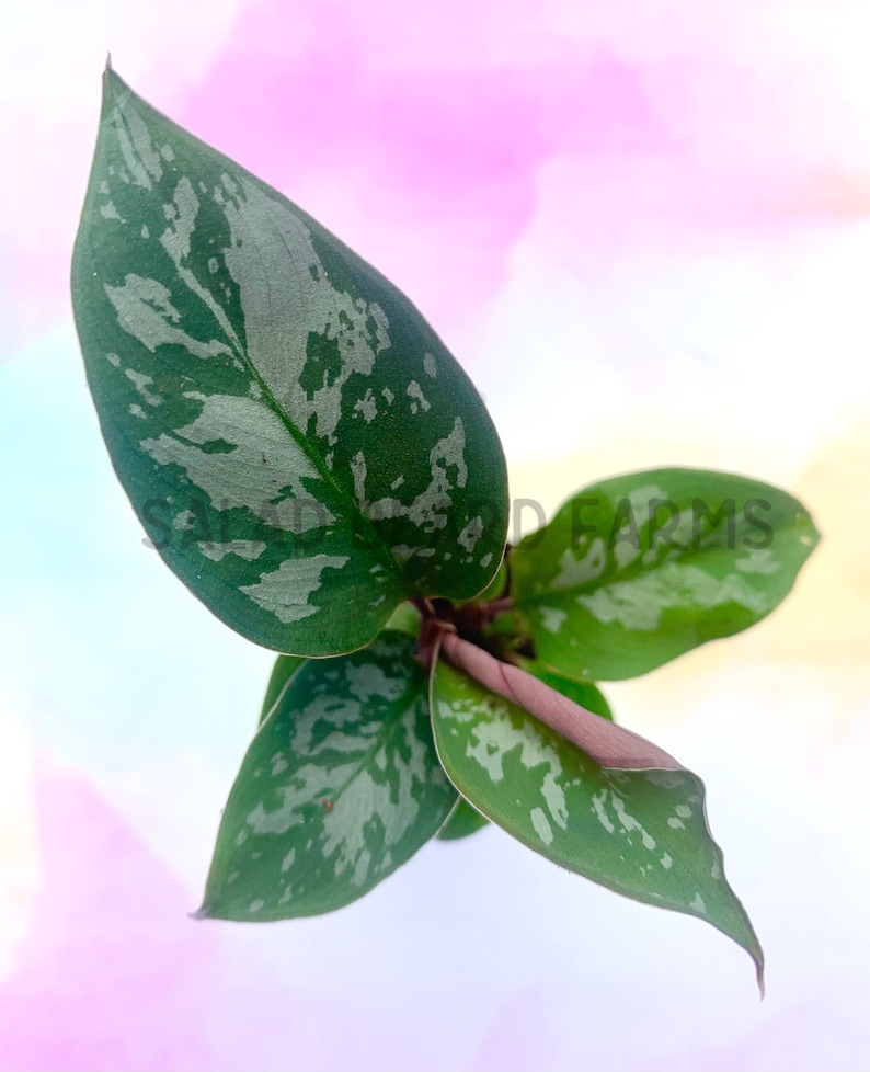 Apoballis Acuminatissima ‘lavallei’ Starter Plant - Etsy