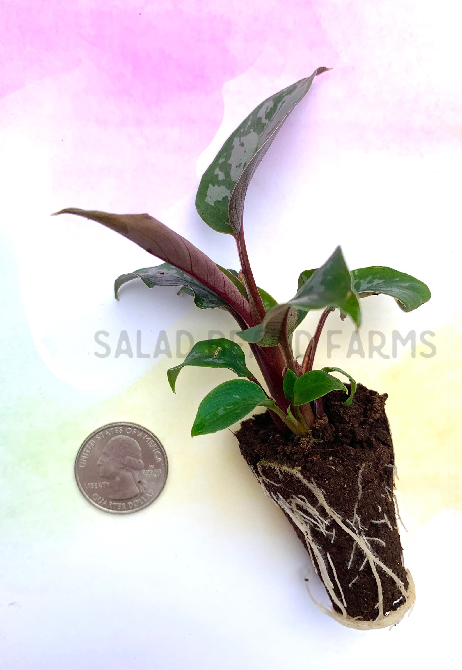 Apoballis Acuminatissima lavallei Starter Plant | Etsy