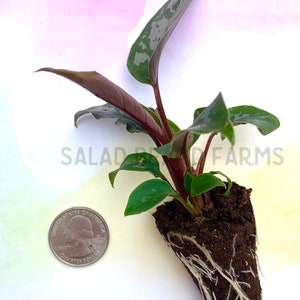 Apoballis Acuminatissima ‘lavallei’ Starter Plant - Etsy