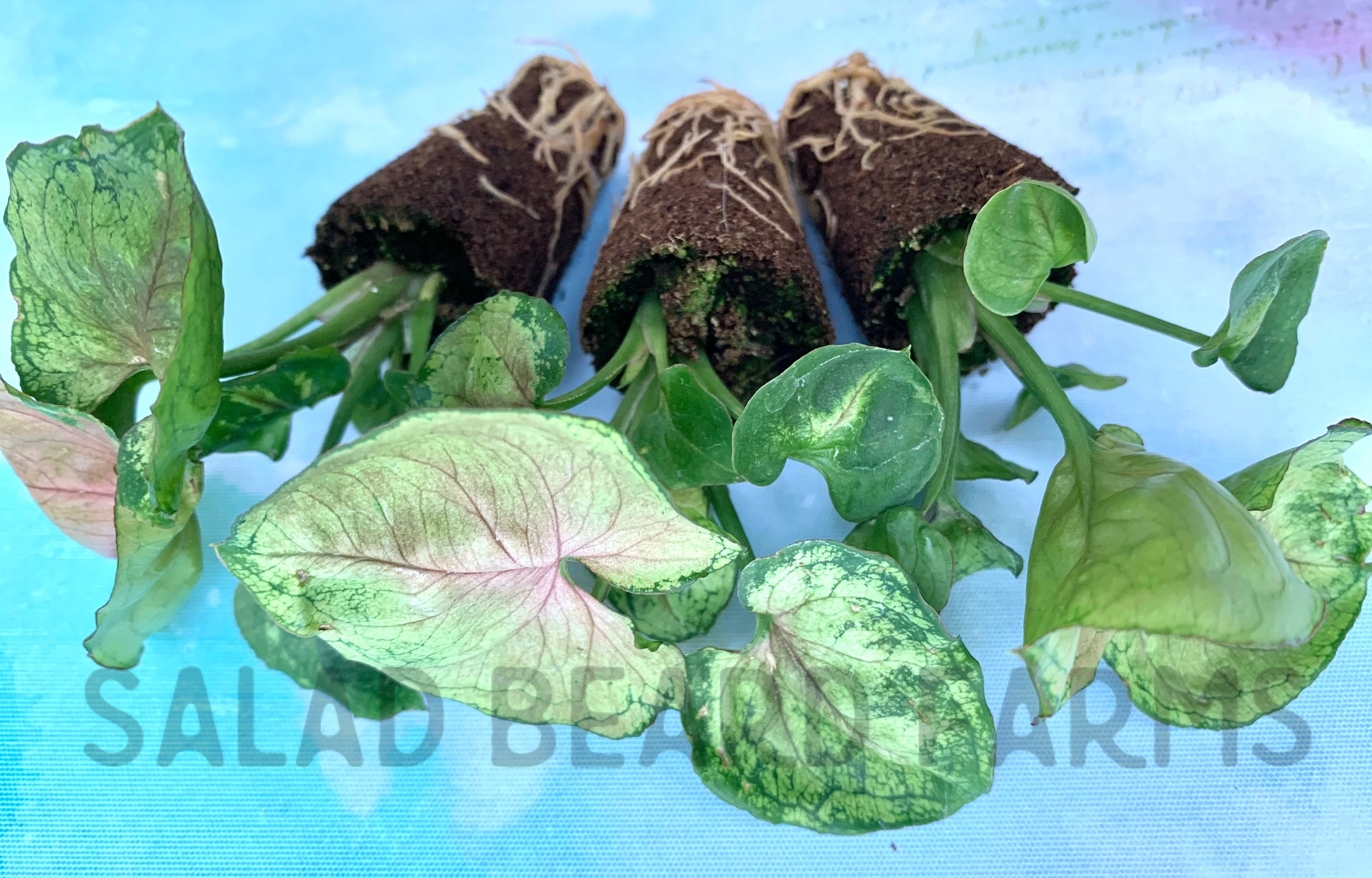 Syngonium ‘mango Allusion’ Starter Plants - Etsy