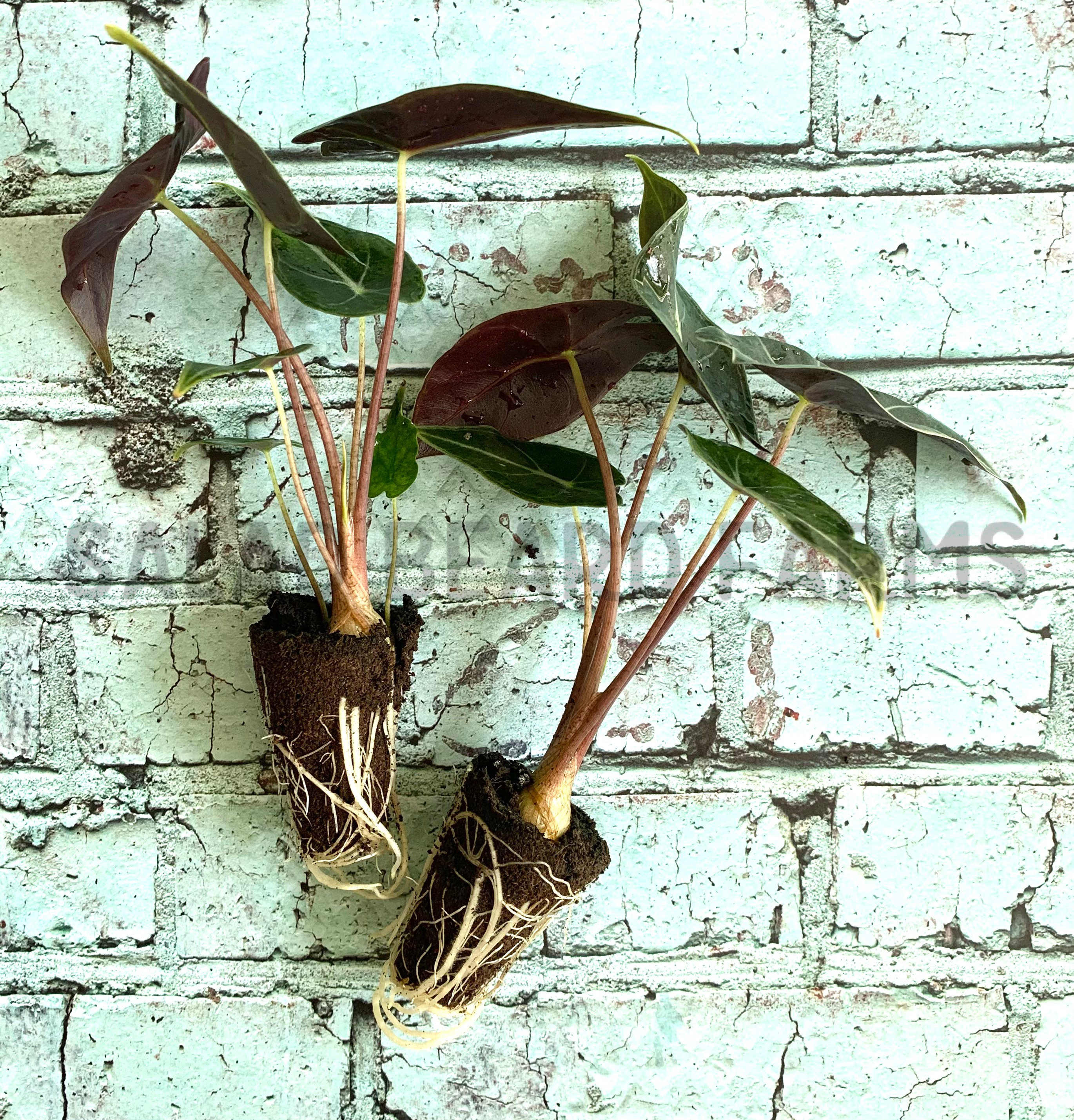 Alocasia dragons Tooth Starter Plant | Etsy