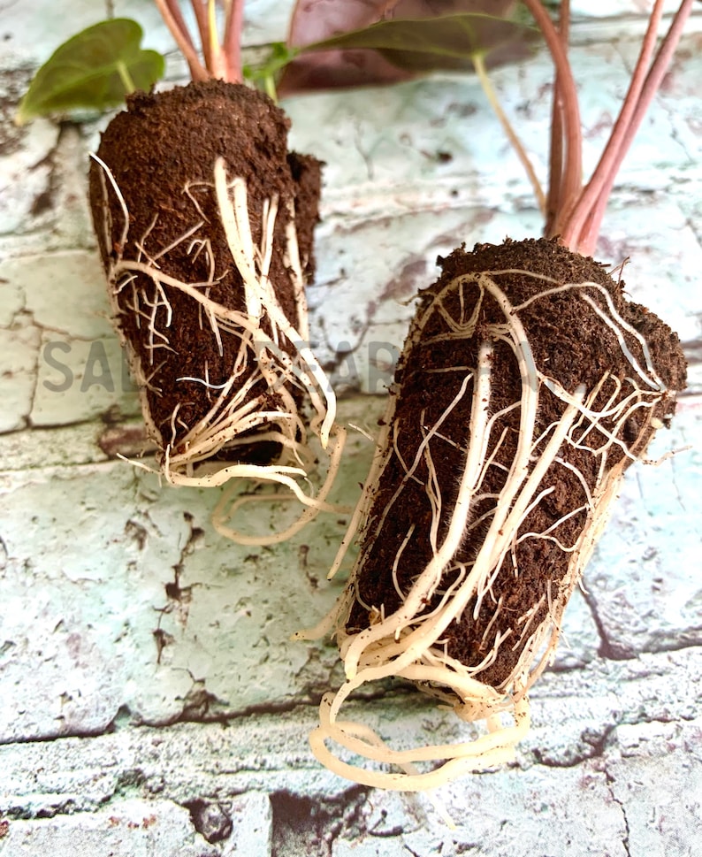 Alocasia dragons Tooth Starter Plant | Etsy