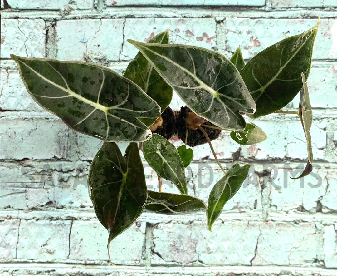 Alocasia ‘dragon’s Tooth’ Starter Plant - Etsy