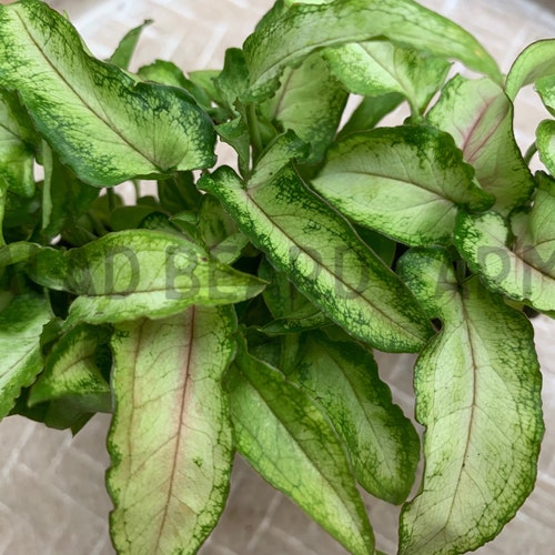 Syngonium Slim Shady Starter Plants Etsy
