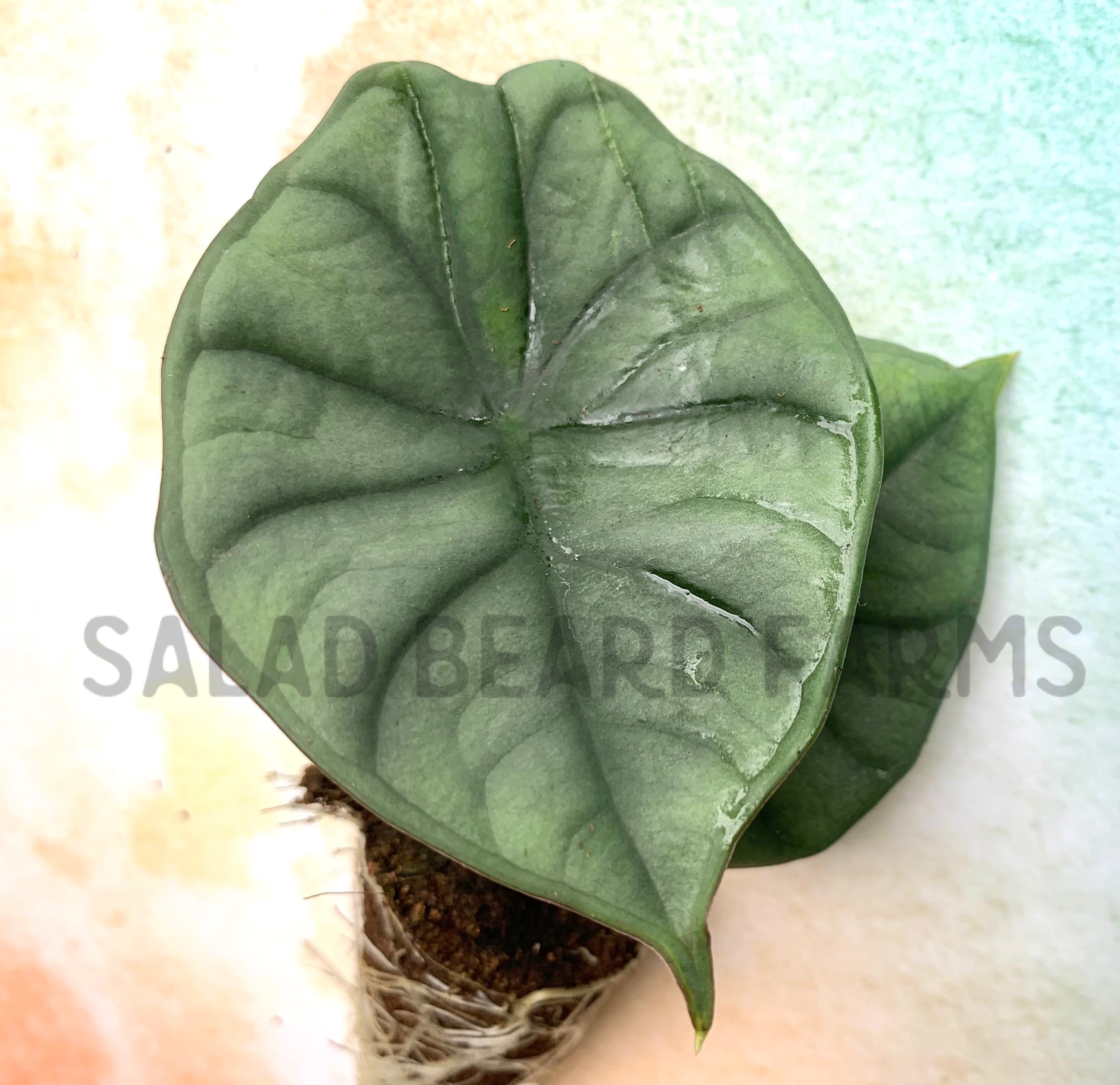 Alocasia Nebula imperialis Starter Plant - Etsy
