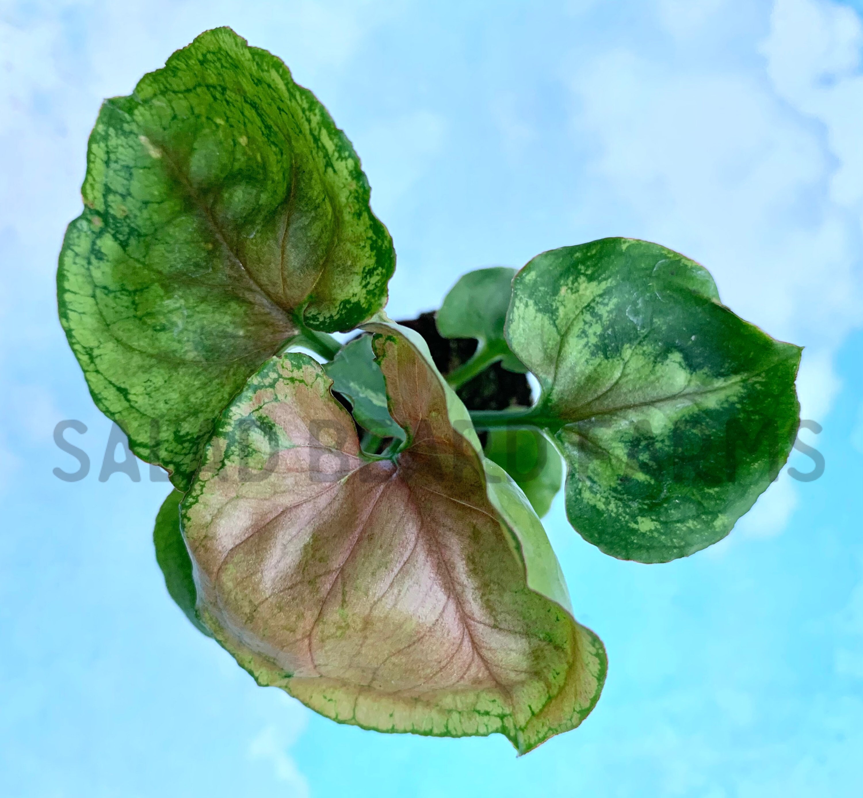 Syngonium ‘mango Allusion’ Starter Plants - Etsy