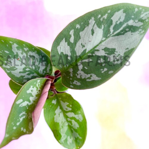 Apoballis Acuminatissima lavallei Starter Plant - Etsy