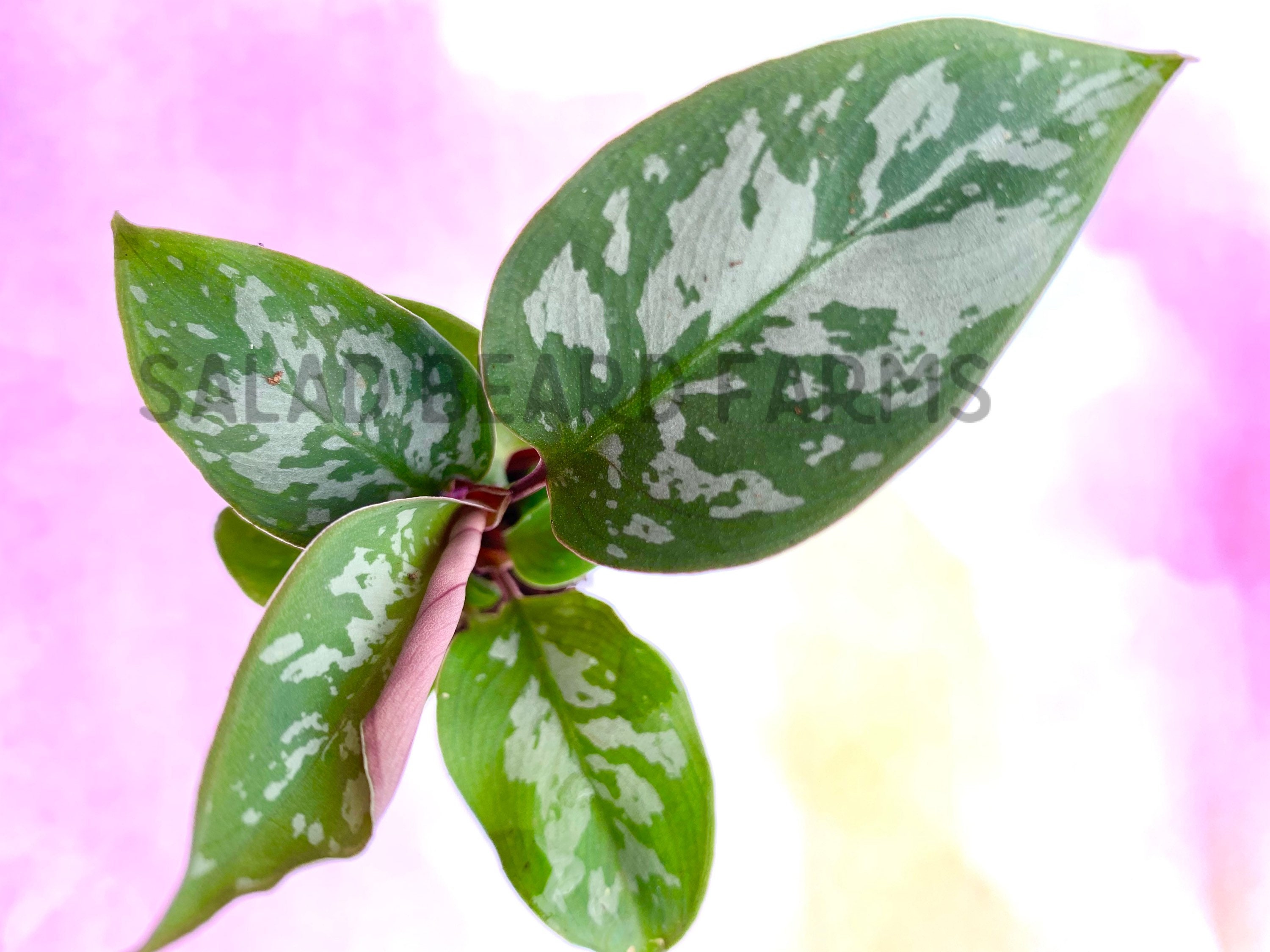 Apoballis Acuminatissima ‘lavallei’ Starter Plant - Etsy