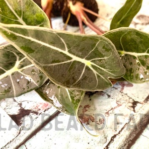 Alocasia ‘dragon’s Tooth’ Starter Plant - Etsy