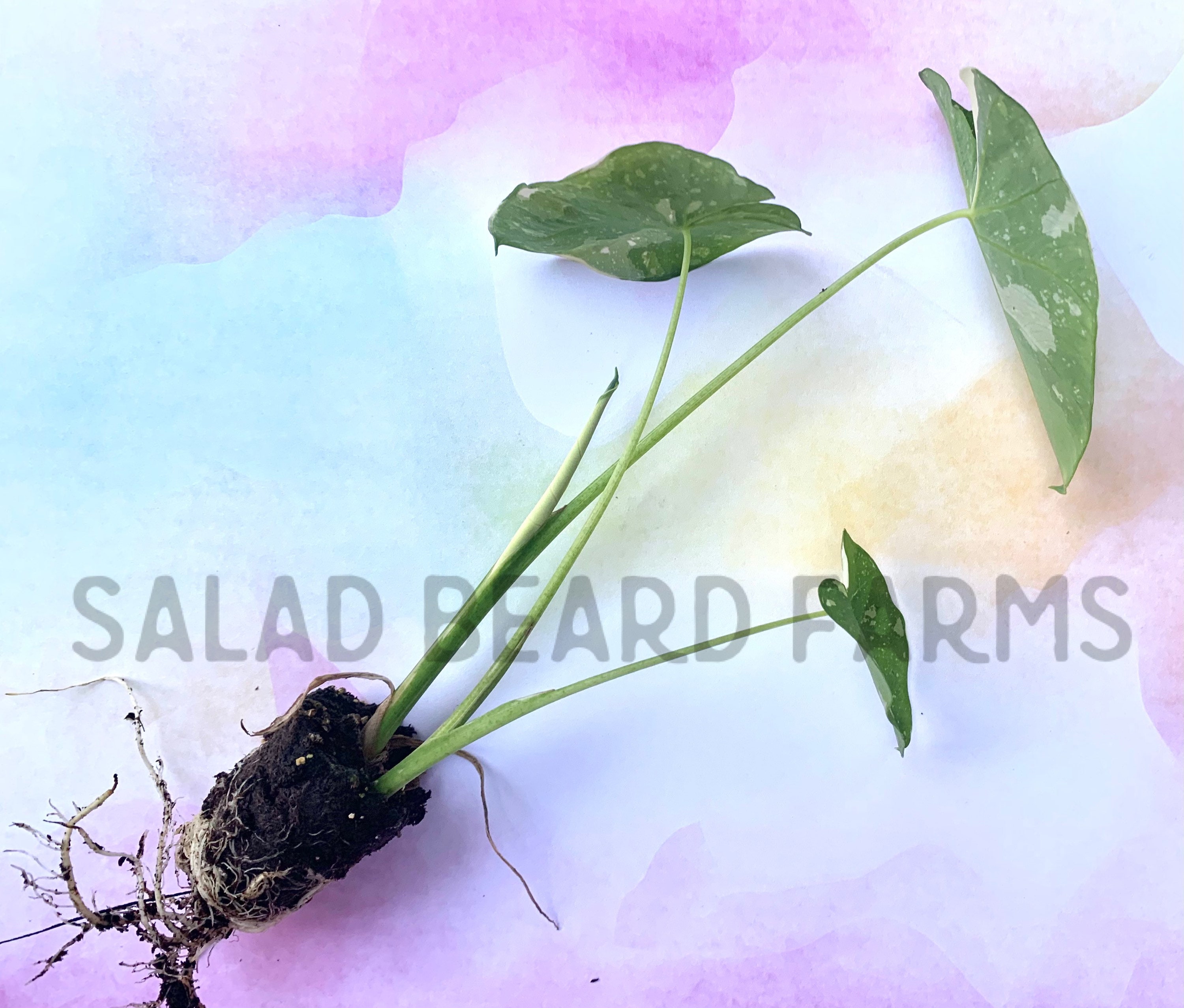 Variegated Colocasia ele Paio Starter Plant - Etsy