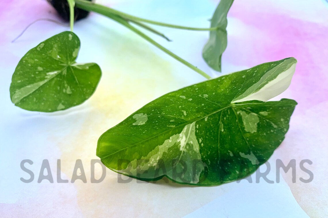 Variegated Colocasia ele Paio Starter Plant - Etsy