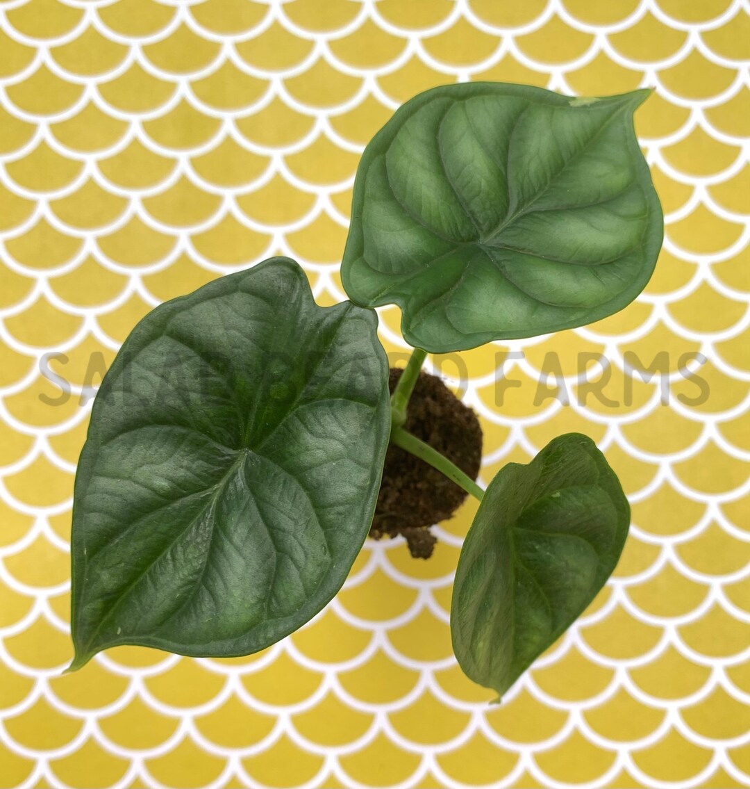 Alocasia ‘dragon Scale’ Starter Plant - Etsy