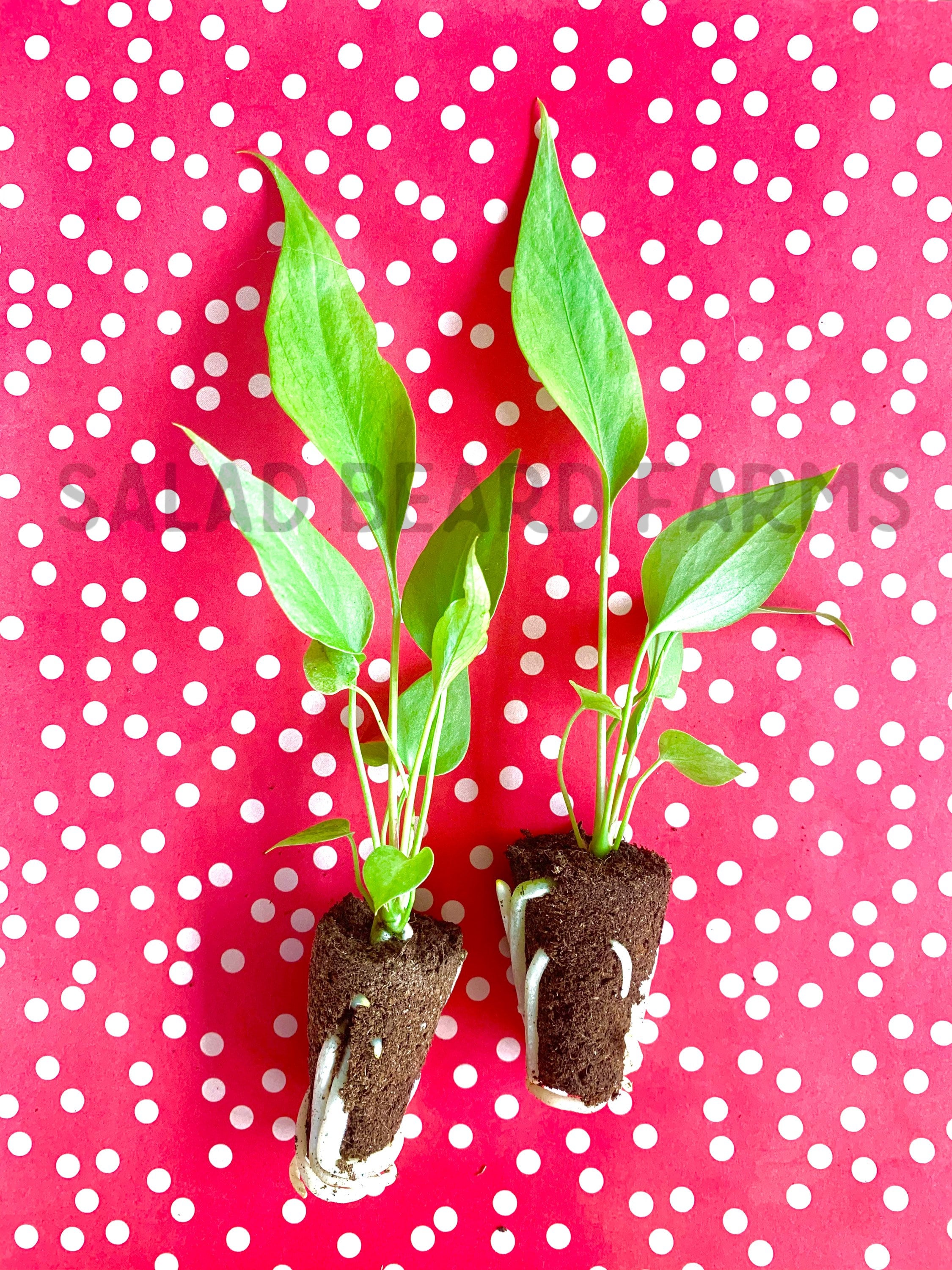 Anthurium ‘big Red Bird’ Starter Plant - Etsy