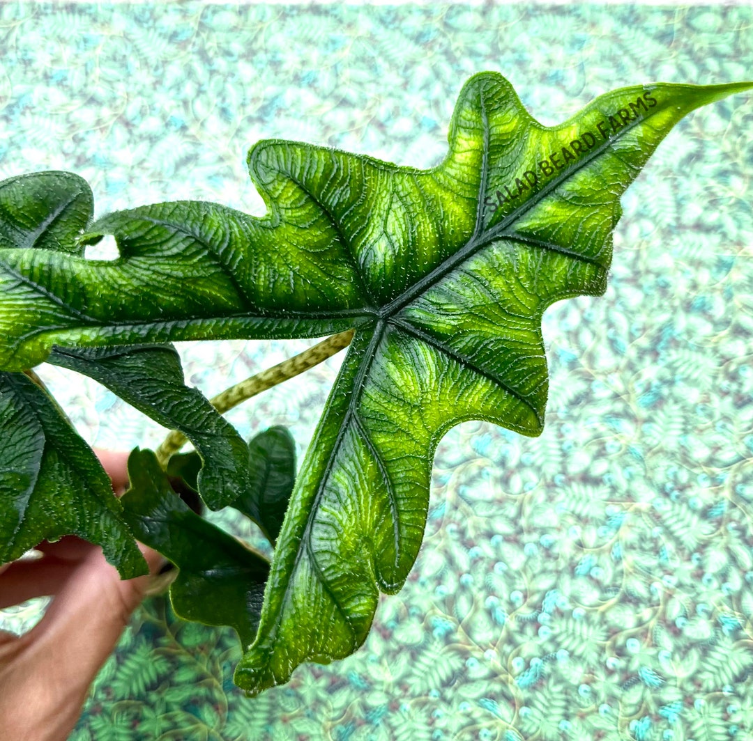 Alocasia 'jacklyn' Starter Plant - Etsy