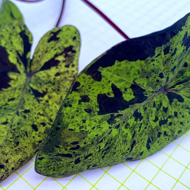 Colocasia Mojito - Etsy