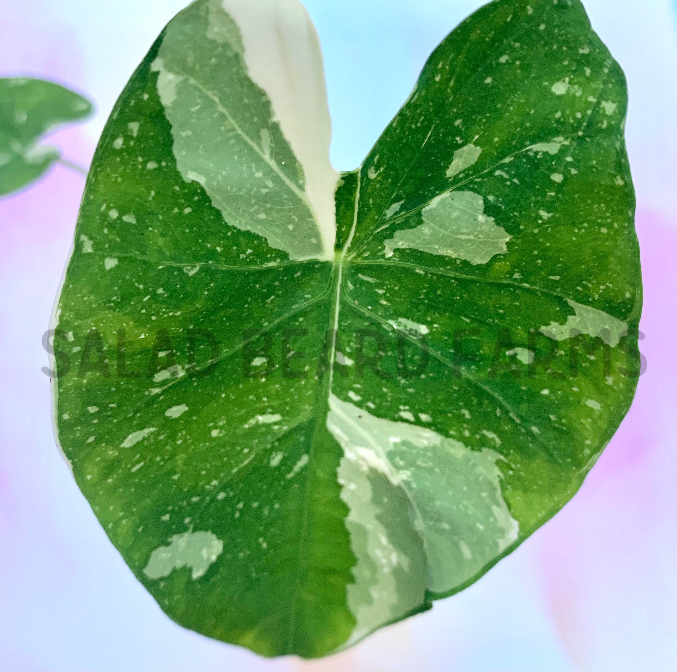 Variegated Colocasia ele Paio Starter Plant - Etsy