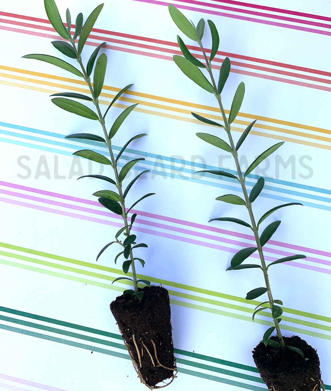 2 ‘arbequina’ Olive Tree Starter Plants - Etsy