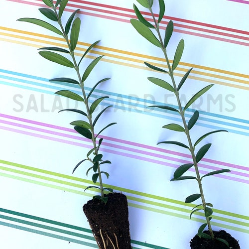 2 arbequina Olive Tree Starter Plants | Etsy