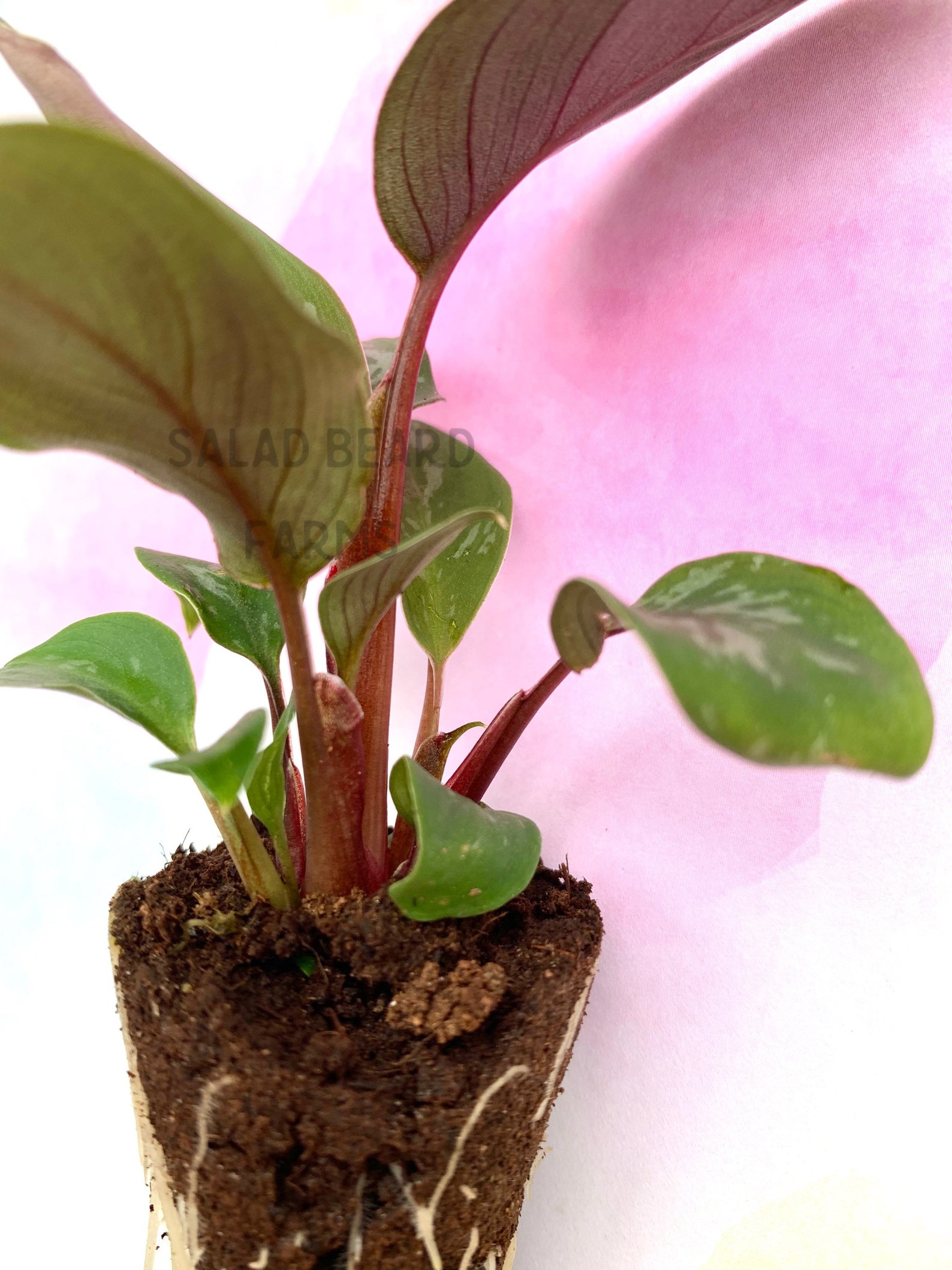 Apoballis Acuminatissima ‘lavallei’ Starter Plant - Etsy