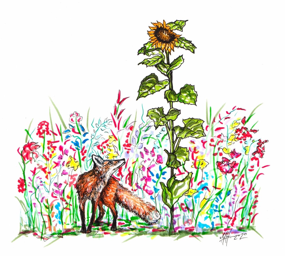 Fox and Sunflower, Wildflowers, Fox in Wildflower, Wildlife, Fox ...