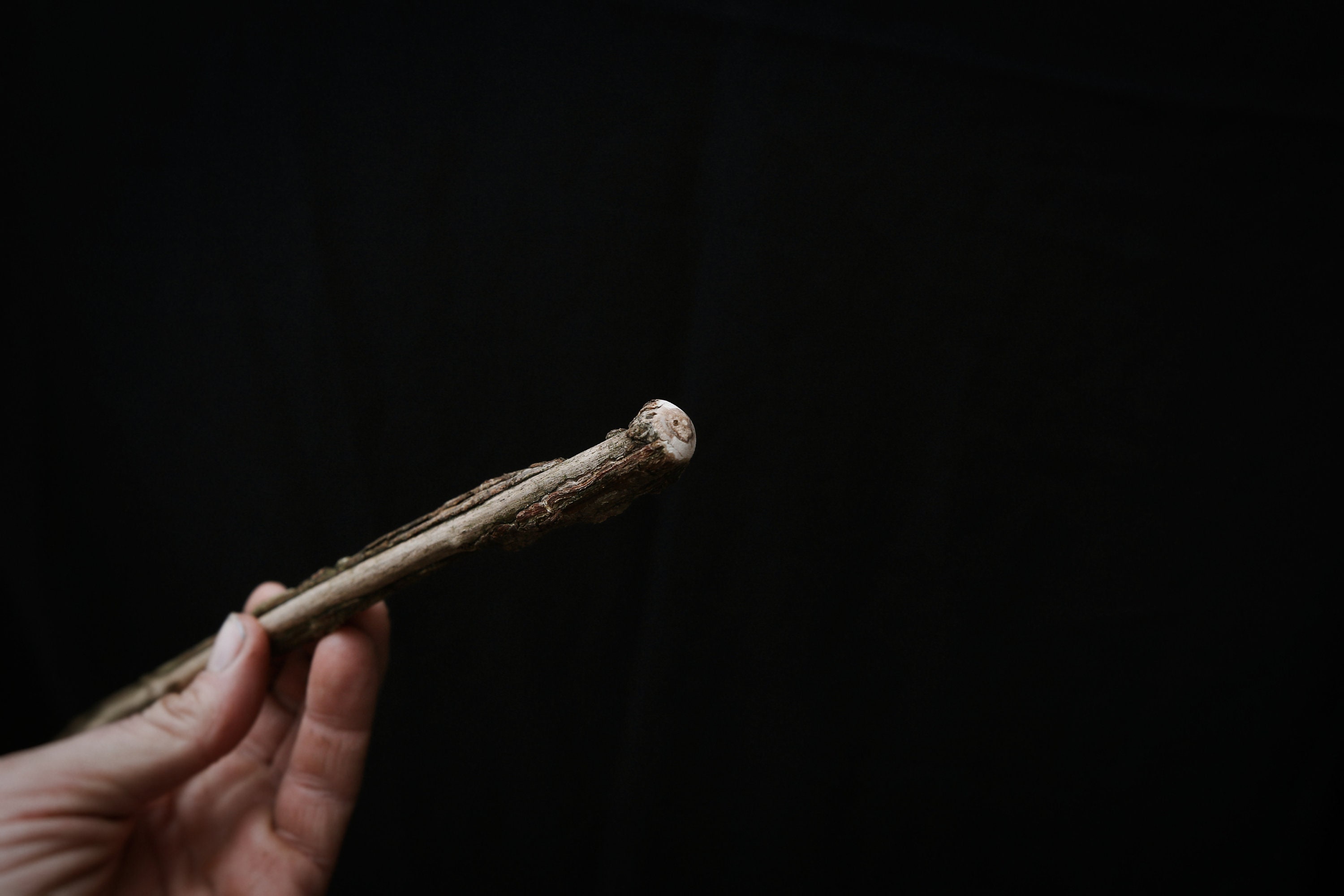 Hazel Magic Wand, Roe Deer Spring Mark, Wide Scar Full Length, Very ...