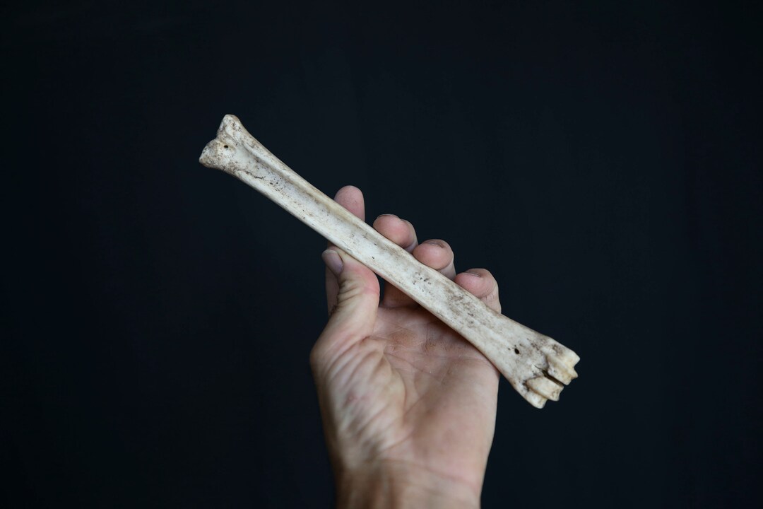 Deer Bone for Pagan Ritual, Wiccan Witch Altar - Etsy Canada