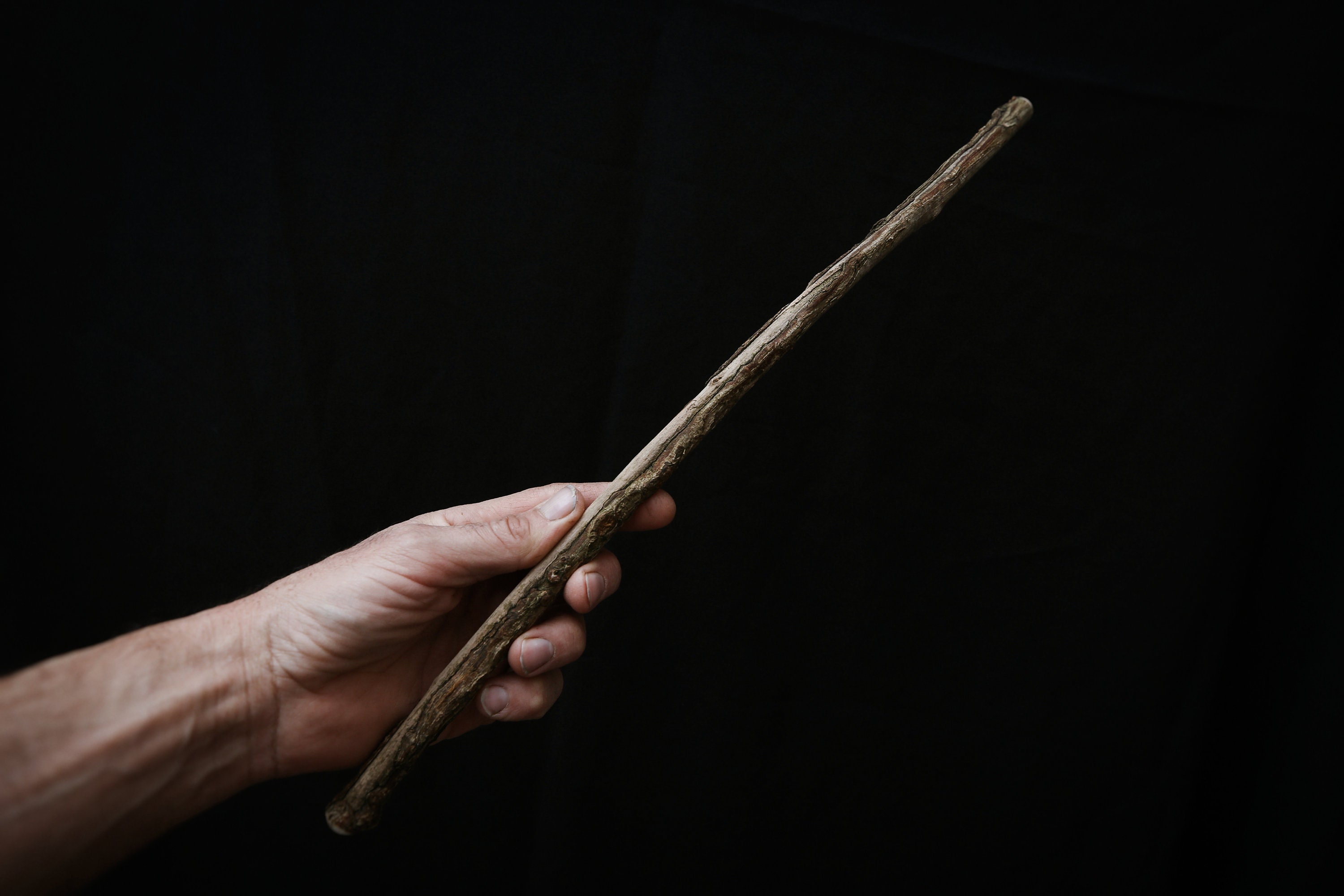 Hazel Magic Wand, Roe Deer Spring Mark, Wide Scar Full Length, Very ...