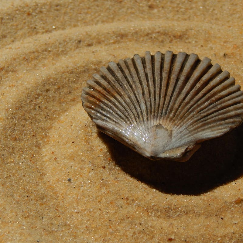 Sepia Shell Prints - Etsy