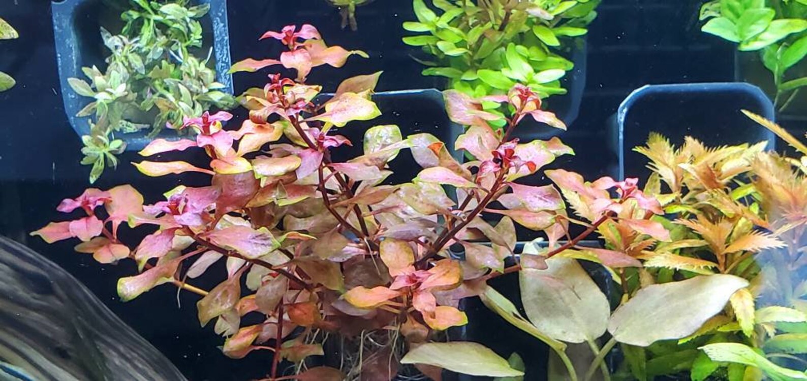 Ludwigia Sp Red Fully Red With Roots Free See Description - Etsy