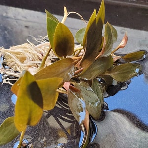 Cryptocoryne Beckettii Petchii Pink With Roots (rare), Background ...